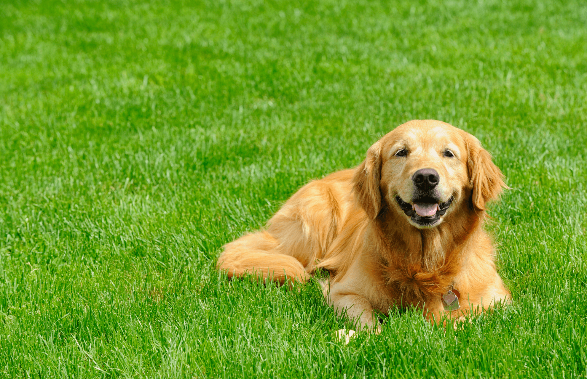 Fear Free Approach | Vet In Frisco, TX 75033